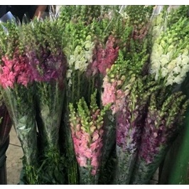 Jual Bunga Snapdragon | Shopee Indonesia