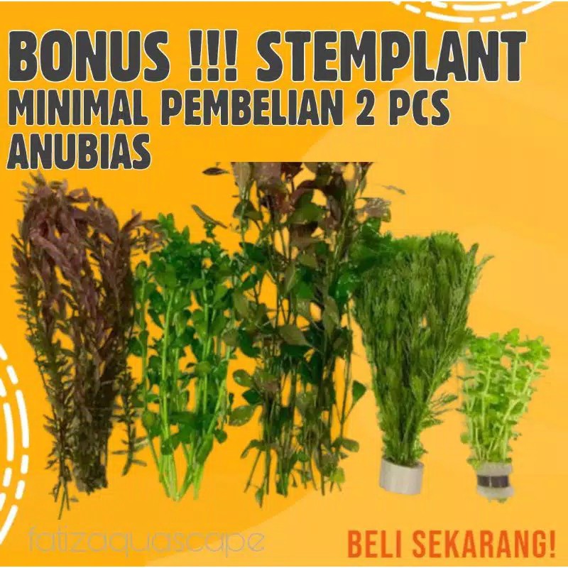 Jual Paket Jenis Tanaman stem stemplant | Shopee Indonesia