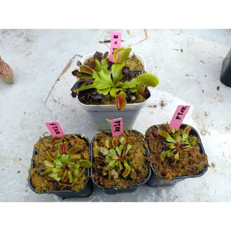 Jual Venus fly trap fine tooth x red | Shopee Indonesia