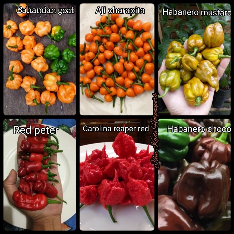 Jual Benih Bibit Cabai Carolina Reaper Red-Red Peter-habanero mustard ...