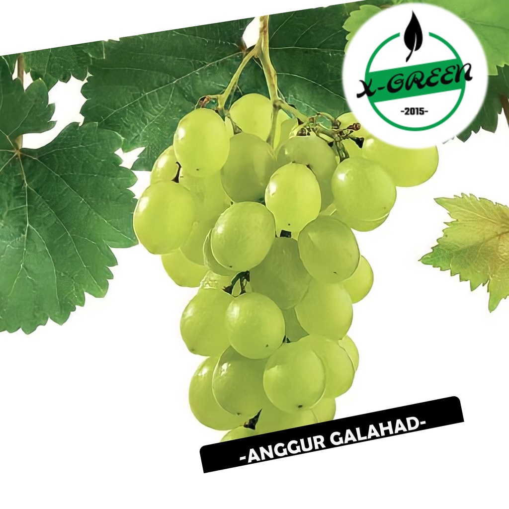Jual Tanaman Buah Anggur Import Galahad - (X-Green) | Shopee Indonesia