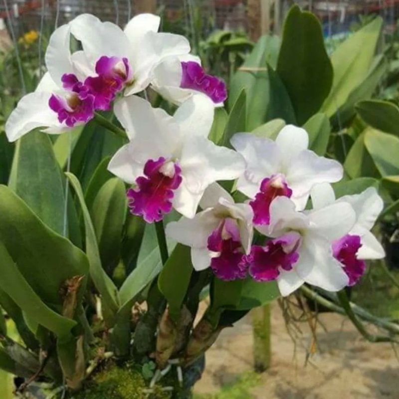 Jual Anggrek cattleya remaja Mayor Yamasaki | Shopee Indonesia