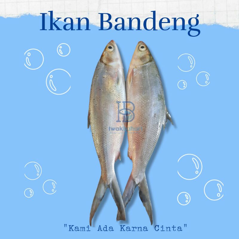 Jual Ikan Bandeng Besar Segar | Shopee Indonesia