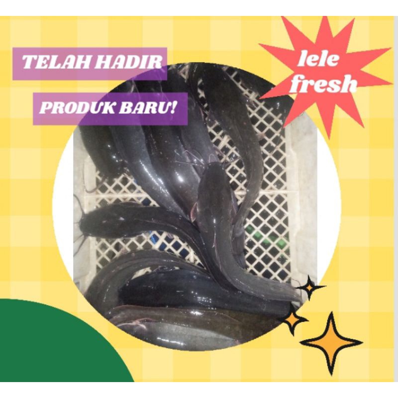 Jual lele segar 1 kg isi 6-8 | Shopee Indonesia