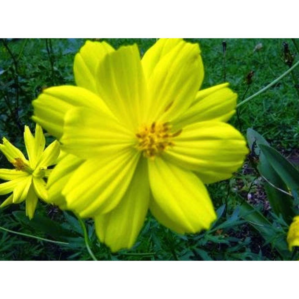 Jual 10 benih biji kenikir-kuning-bunga-ganda | Shopee Indonesia