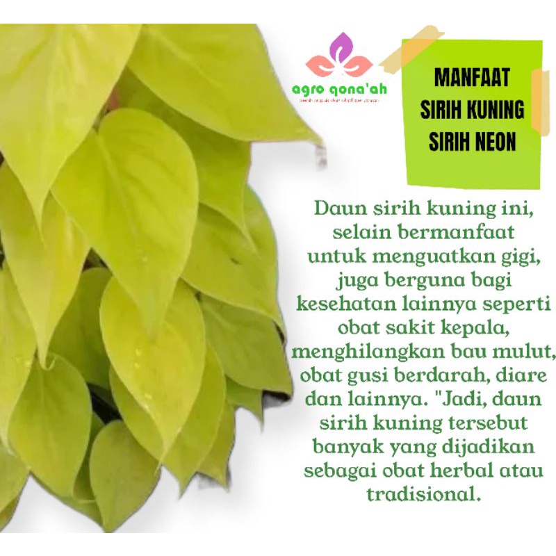 Jual Sirih kuning atau sirih neon | Shopee Indonesia