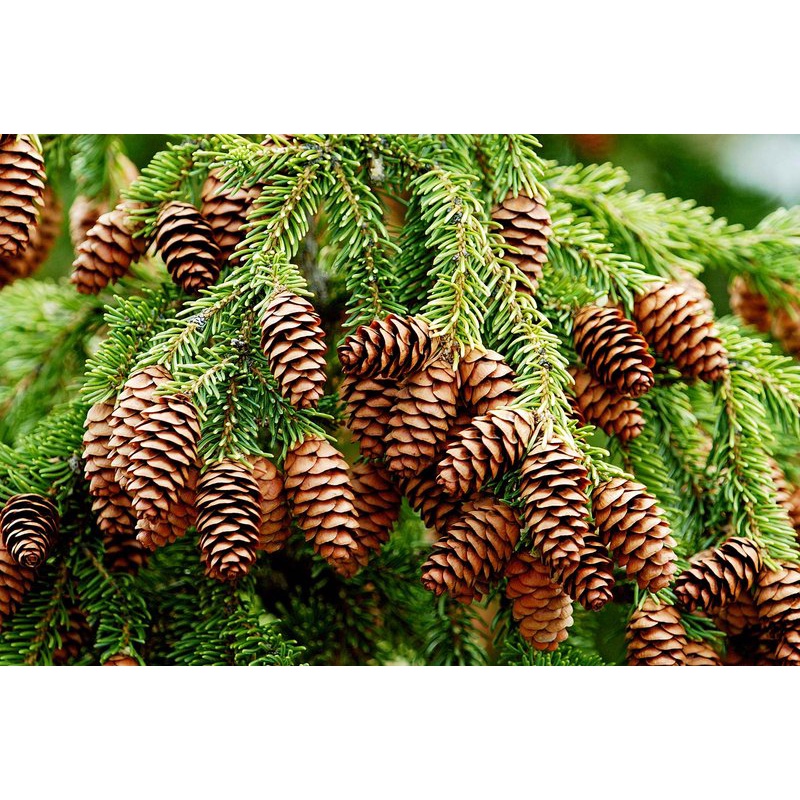 Jual Buah Cemara Pinus | Shopee Indonesia