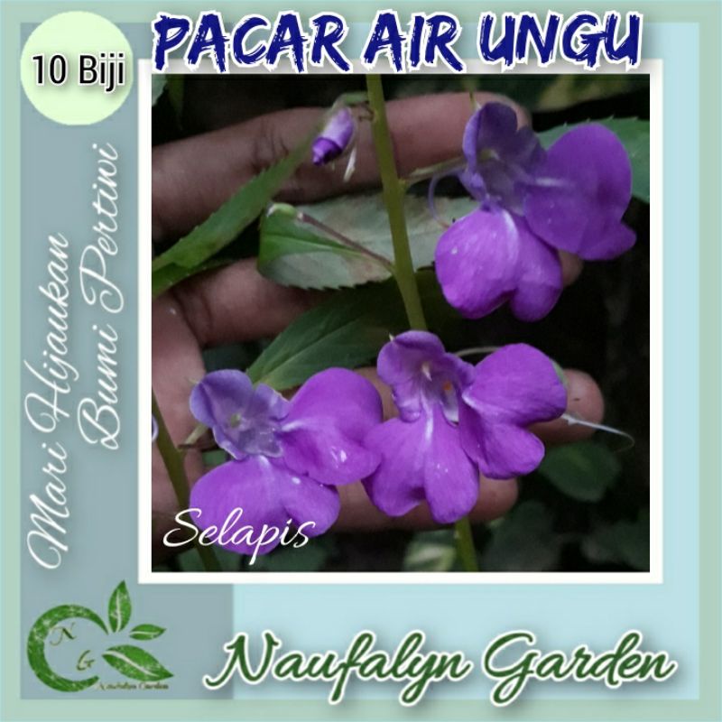 Jual 10 Benih Bunga Pacar Air Selapis Ungu Benih Biji Bibit Bunga Hias ...