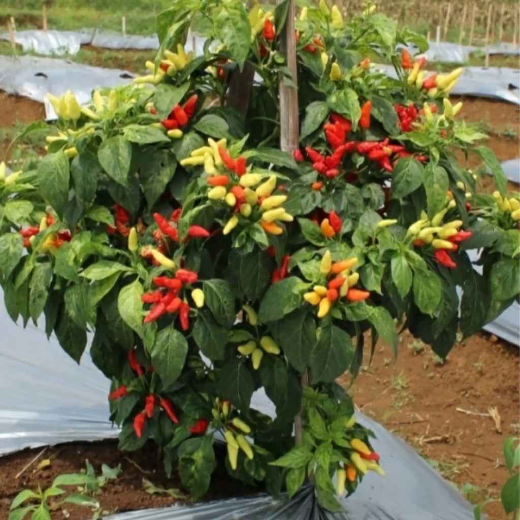 Jual 30Bibit Cabe Rawit Prentul Klaster Benih Cabai Rawit Merah Viral ...