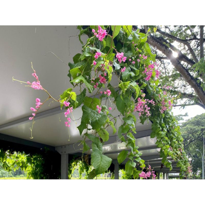 Jual tanaman hias antigonon leptopus | Shopee Indonesia