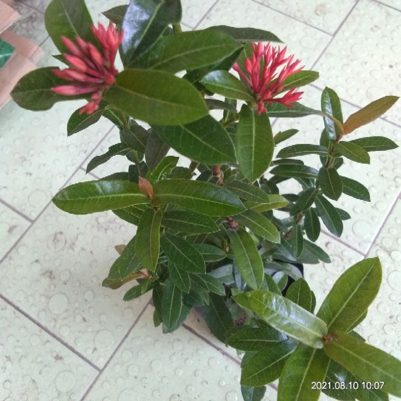 Jual bunga asoka mini merah rimbun | Shopee Indonesia