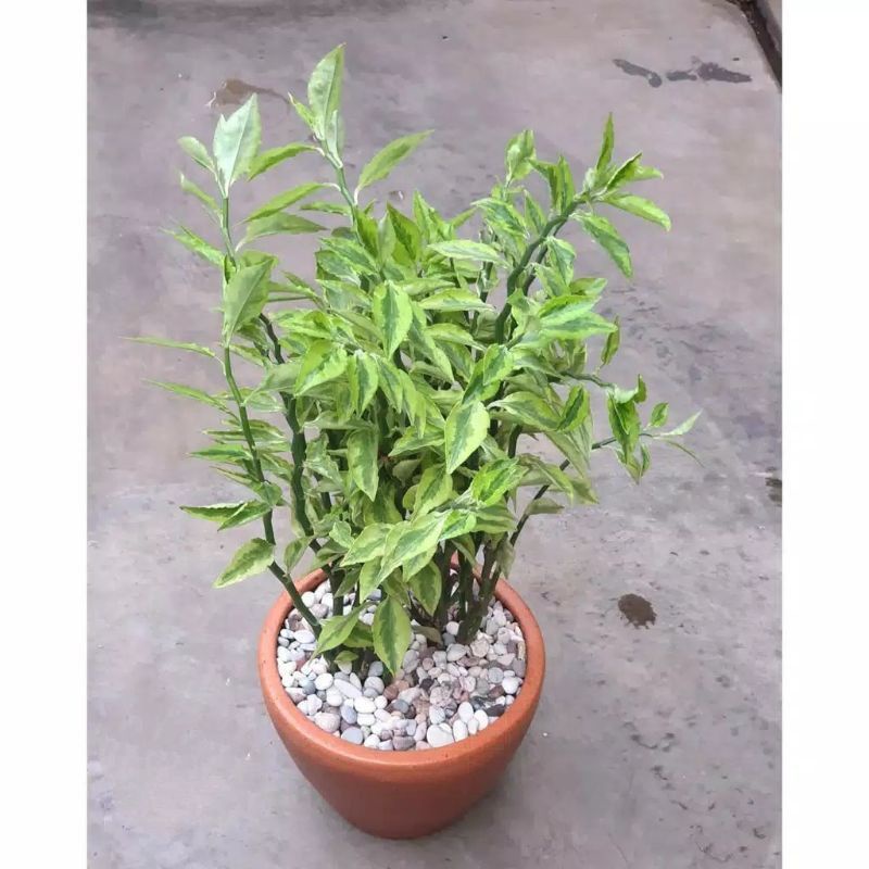 Jual Tanaman Patah Tulang Varigata - Kayu Urip - Patah Tulang Kuning ...