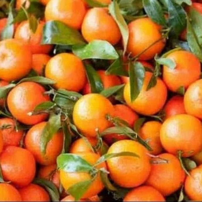 Jual HD BIBIT TANAMAN HIDUP BUAH JERUK MANDARIN NEW!! | Shopee Indonesia