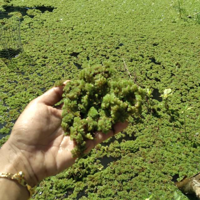 Jual Azolla microphylla | Shopee Indonesia