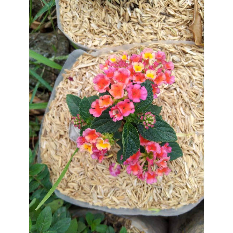 Jual tanaman bunga LANTANA CAMARA L. bunga lantana merah cerah bahan ...