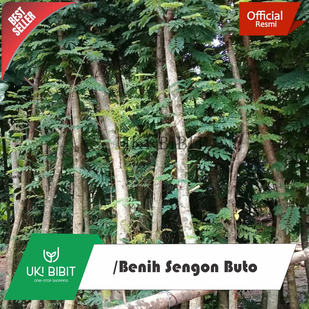 Jual ( 10 Gram ) Benih Biji Sengon Buto | Enterolobium Cyclocarpum ...