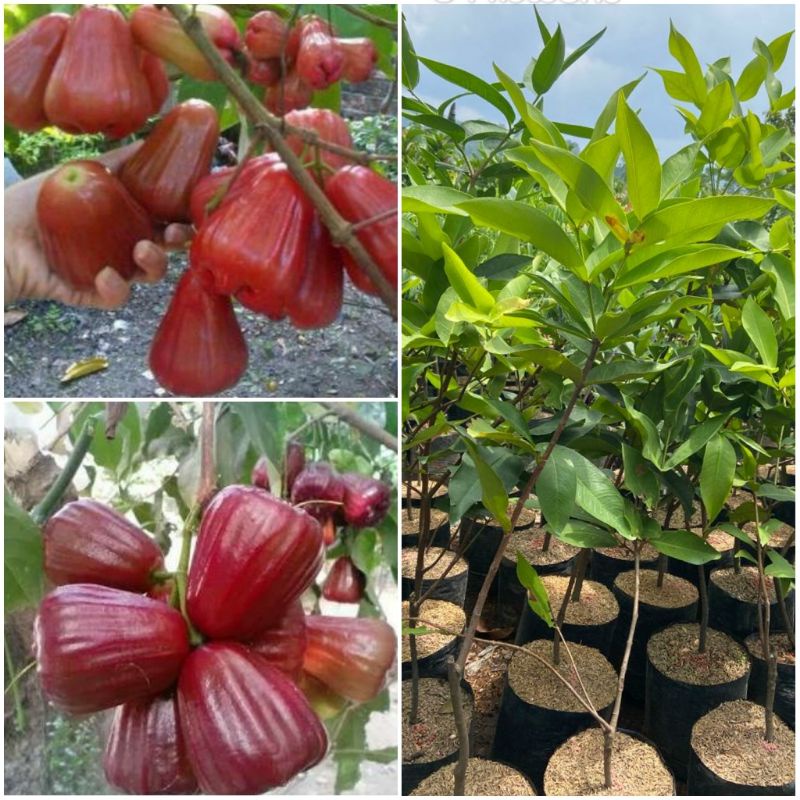 Jual Tanaman Jambu Air Citra (Buah Merah Besar) | Shopee Indonesia