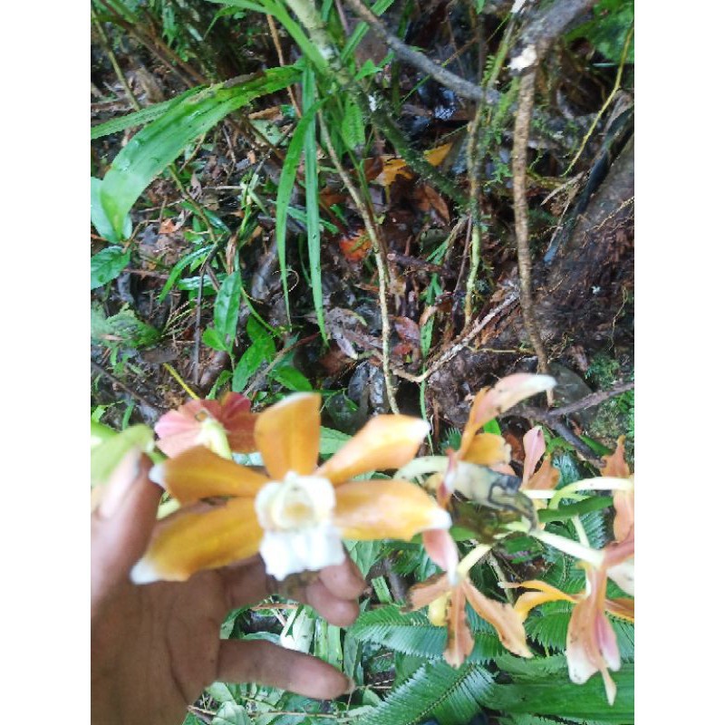 Jual anggrek tanah phaius tangkerville warna merah dan kuning | Shopee ...