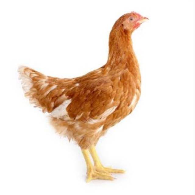 Jual Ayam Pullet petelur | Shopee Indonesia