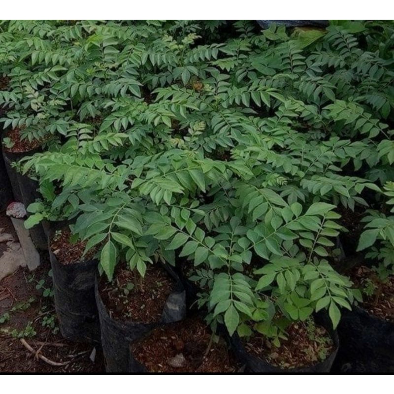 Jual Pohon herbal salam koja / temuru / daun kari | Shopee Indonesia