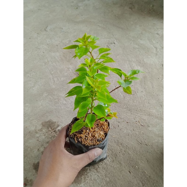 Jual Tanaman Hias Bougenville Singapore Bunga Kuning Shopee Indonesia