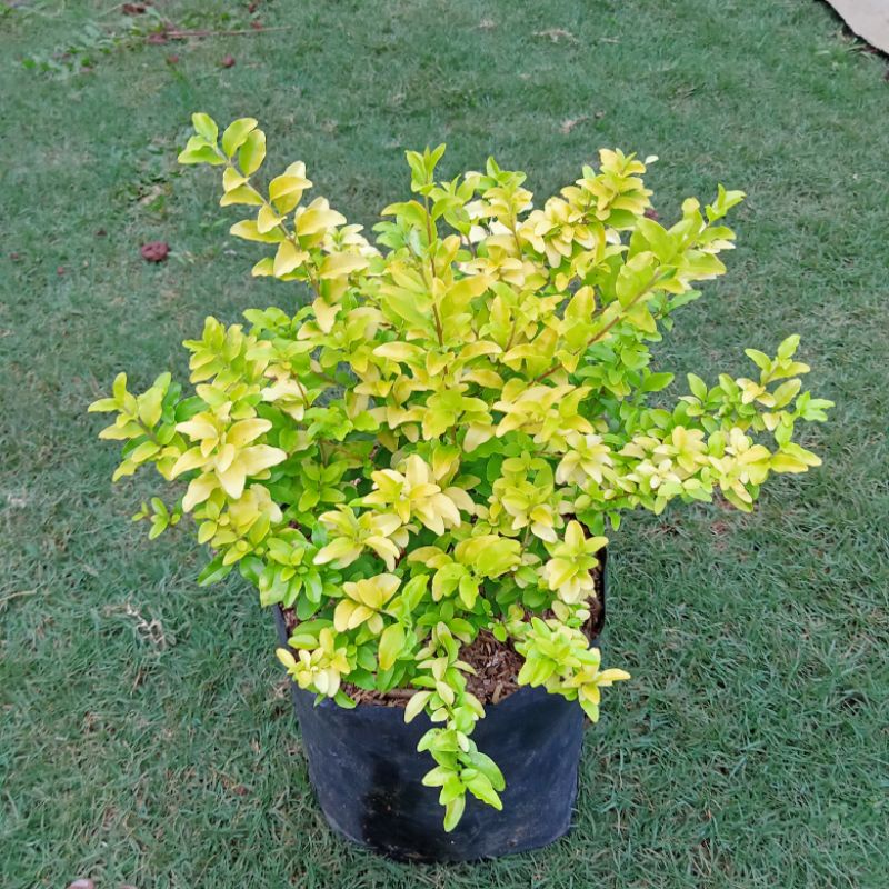 Jual Promo!! Tanaman Hias Pohon Bonsai Legistrum/Bonsai Legistrum ...