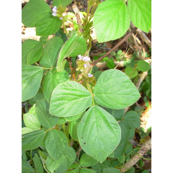 Jual Seed Center Bibit Benih Calopogonium Mucunoides (100 Seeds ...