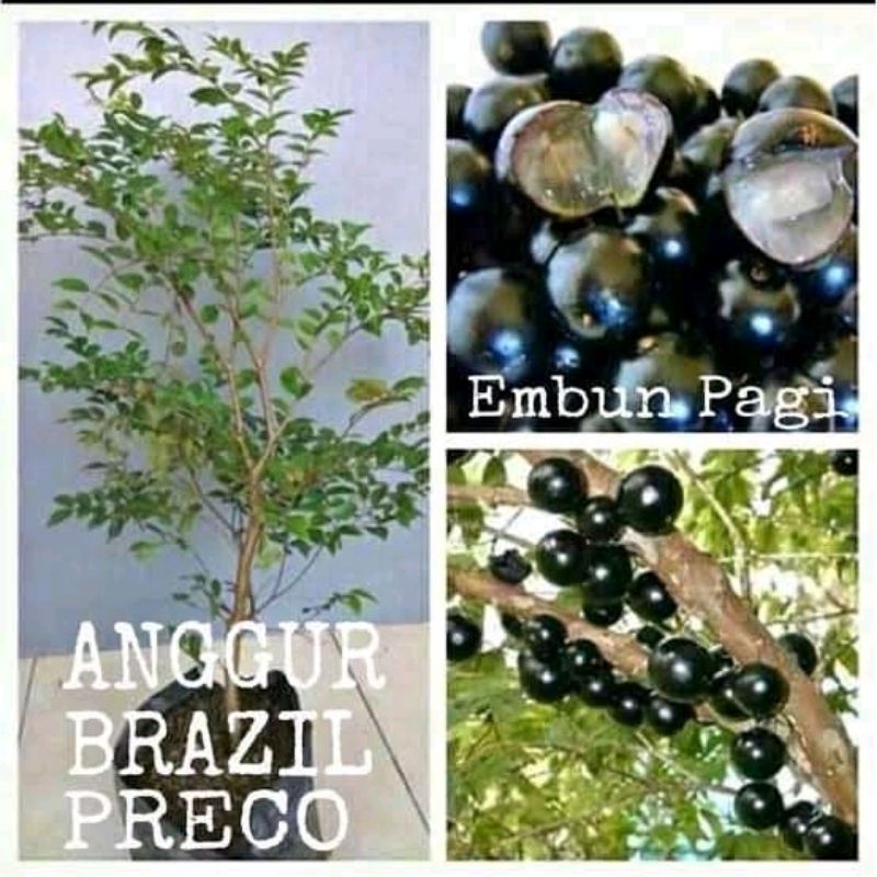 Jual BIBIT ANGGUR POHON, ANGGUR BRAZIL, ANGGUR PRECO | Shopee Indonesia