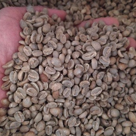 Jual Kopi GreenBean Arabica Honey Temanggung 1kg | Shopee Indonesia