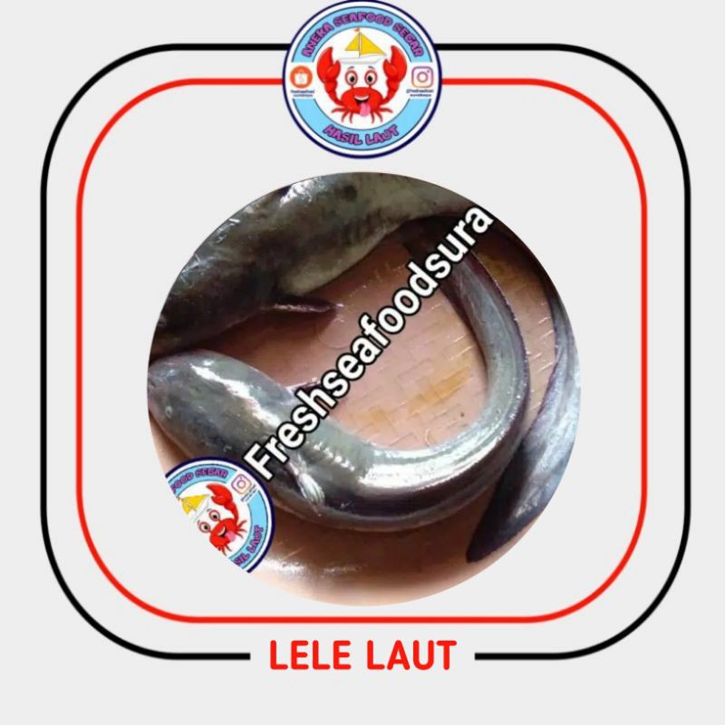 Jual IKAN SEMBILANG 1 KG | Shopee Indonesia