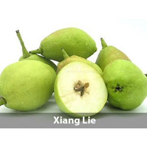Jual Pir Xiang Lie 1 kg | Shopee Indonesia