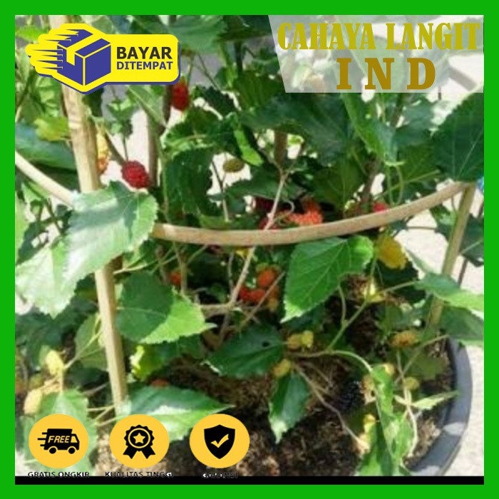 Jual Ajir Tanaman Melingkar - Ajir Bambu Melingkar 10 pcs | Shopee ...