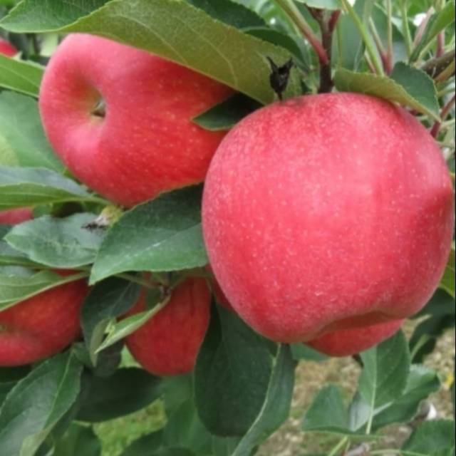 Jual Tanaman buah apel red california | Shopee Indonesia