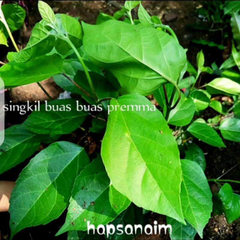 Jual tanaman Dadap Serep Gamal B Mengkudu Singkil Bebuas Awar Awar ...