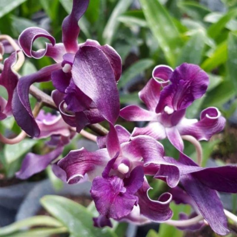 Jual ANGGREK DENDRO KRITING BLUE TWIS DEWASA | Shopee Indonesia