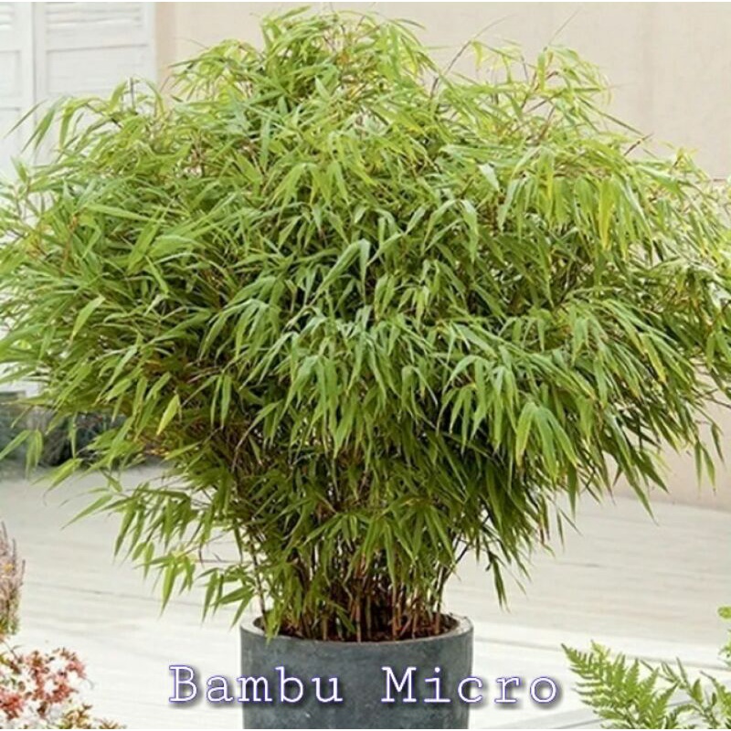 Jual Tanaman Hias Bambu Micro | Shopee Indonesia