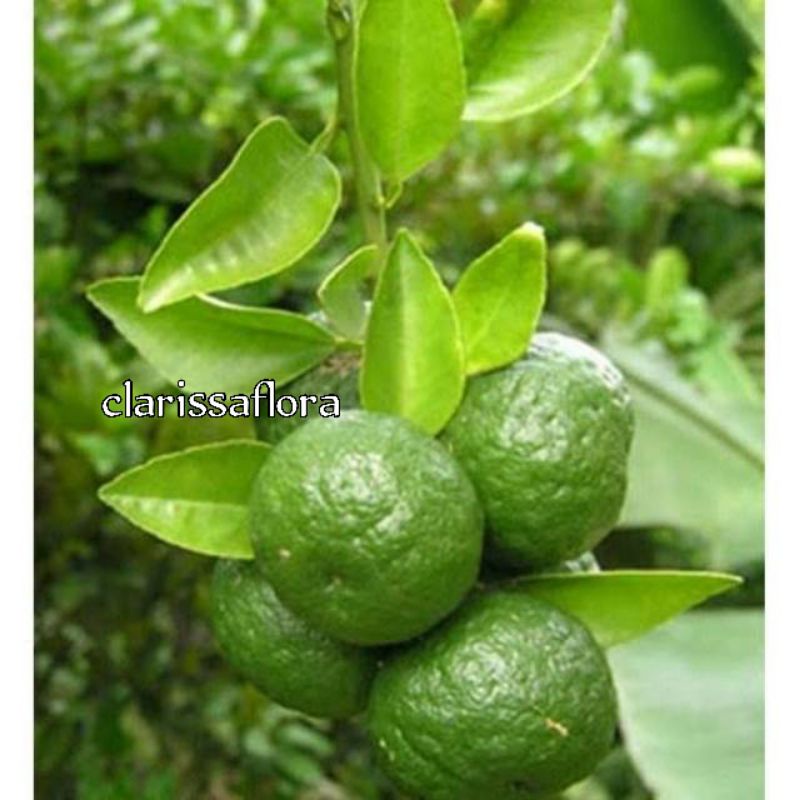 Jual JERUK LIMO - TANAMAN LIMO - POHON LIMO | Shopee Indonesia