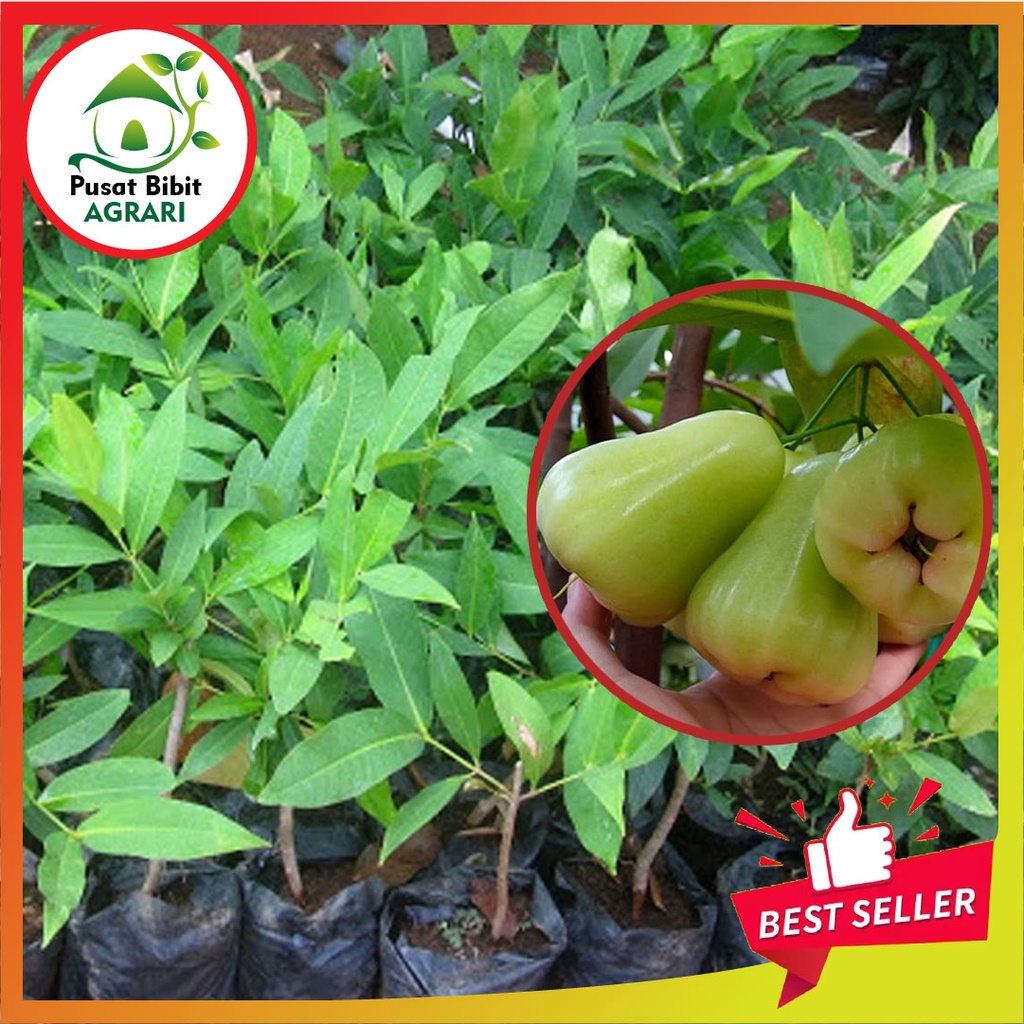 Jual Bibit Jambu Air Madu Deli Hijau Asli Tanaman Buah Okulasi Unggul ...