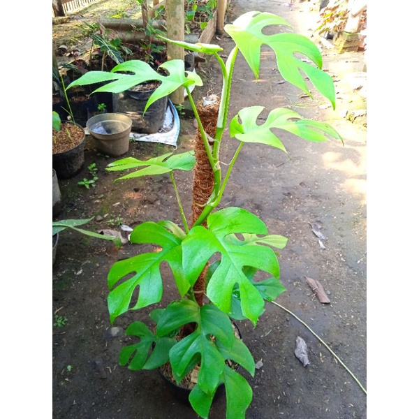 Jual monstera rhaphidhopora tetrasperma (monstera mini) | Shopee Indonesia