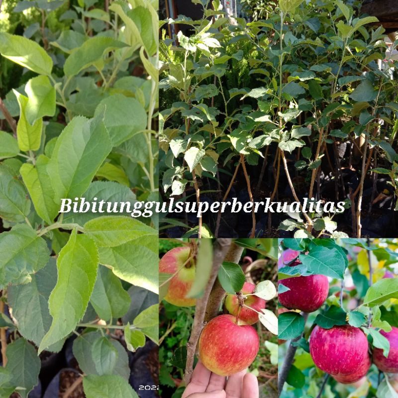 Jual Bibit Tanaman apel anna/apel merah siap berbuah | Shopee Indonesia
