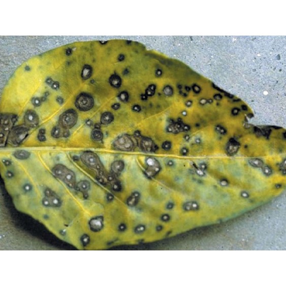 Jual Anvil 50SC 1 liter Fungisida Obat Pencegah dan Pembasmi Jamur ...