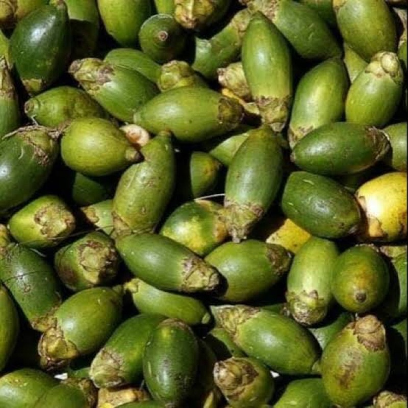 Jual BUAH PINANG MUDA/HIJAU 1KG/30BH | Shopee Indonesia