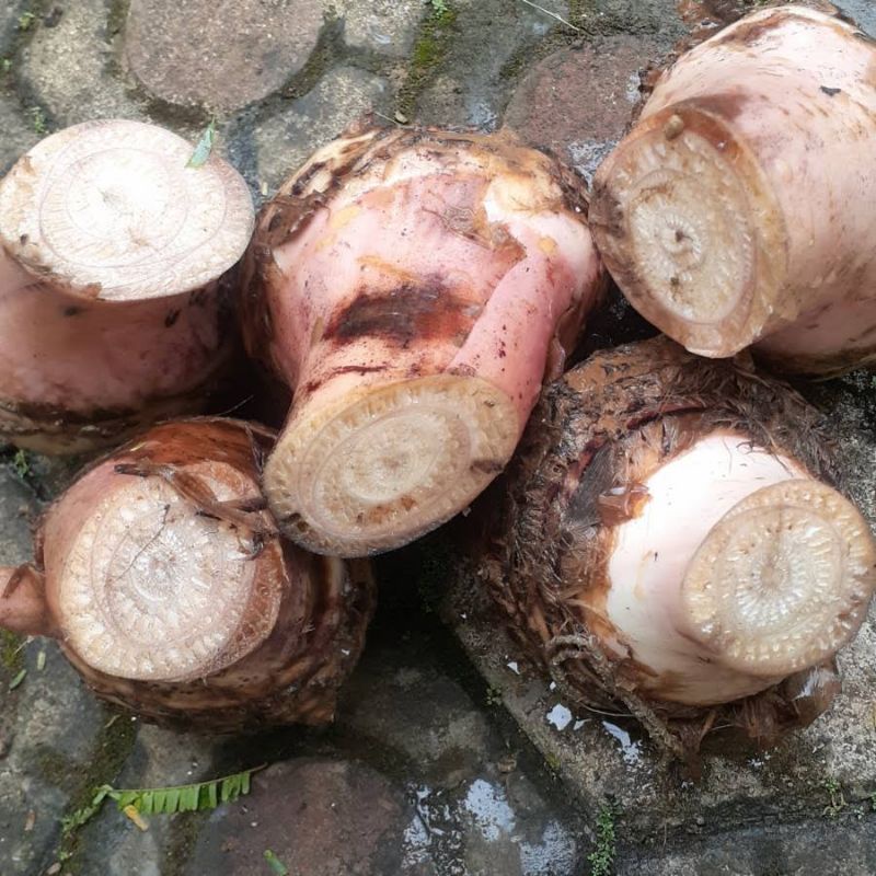 Jual bonggol pisang kepok super promo 1 kg | Shopee Indonesia