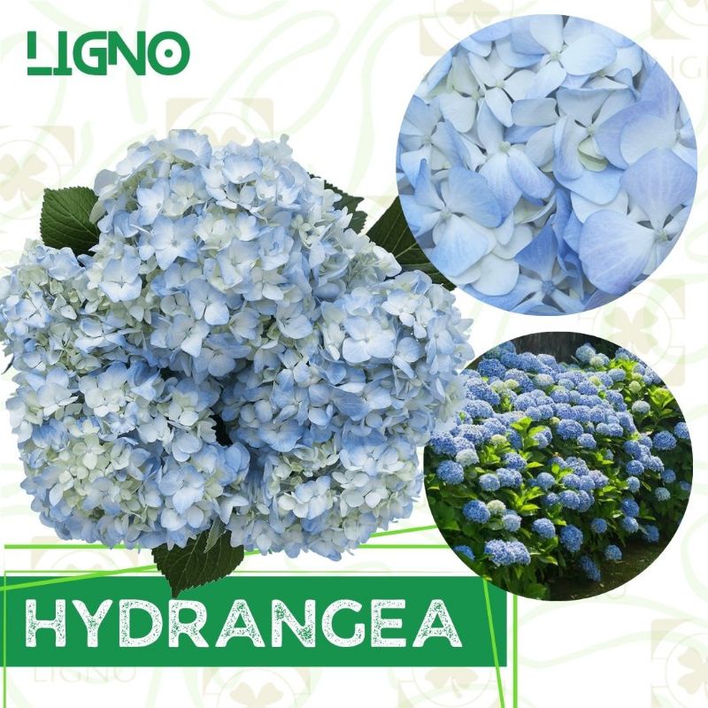 Jual Benih HYDRANGEA BLUE - Biji Bibit Bunga Bokor | Shopee Indonesia