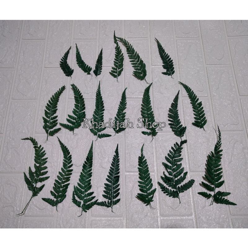 Jual Daun Pakis / Daun Pakis Kering / Daun Pakis Per Helai / Daun ...
