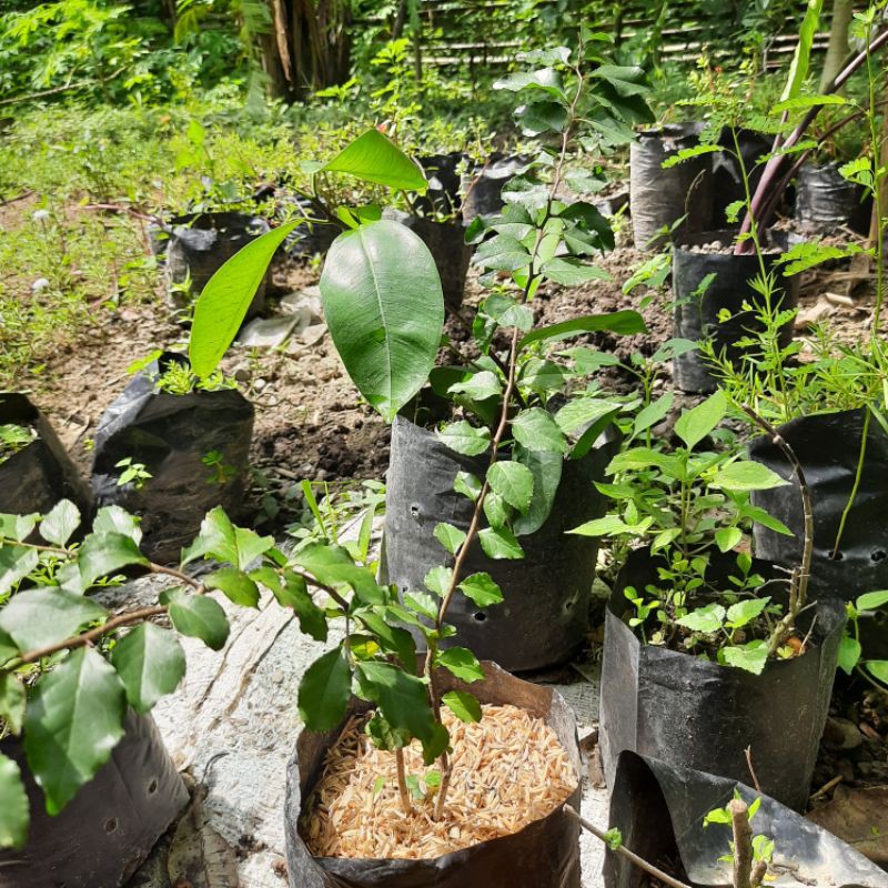 Jual BIBIT tanaman Rukem / bibit bonsai rukam bogo ( Flacourtia rukam ...