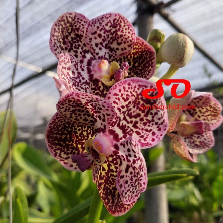 Jual [ SPIKE | BERBUNGA ] Ascocenda Kulvadee Fragrance Black Spot ...