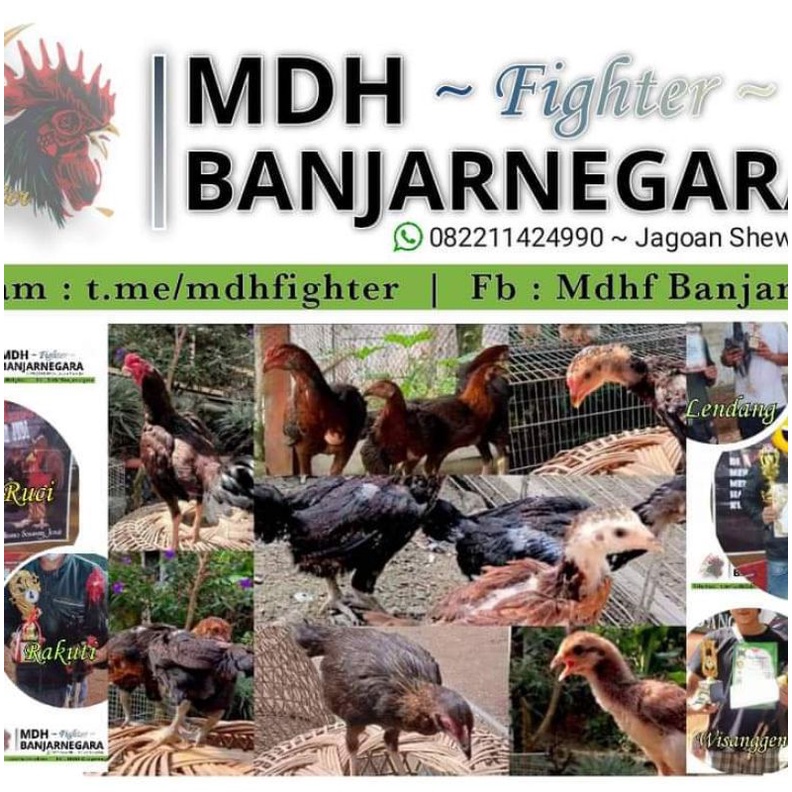 Jual 4 butir Telur tetas ayam mangon trah champion, anak Vodca | Shopee ...