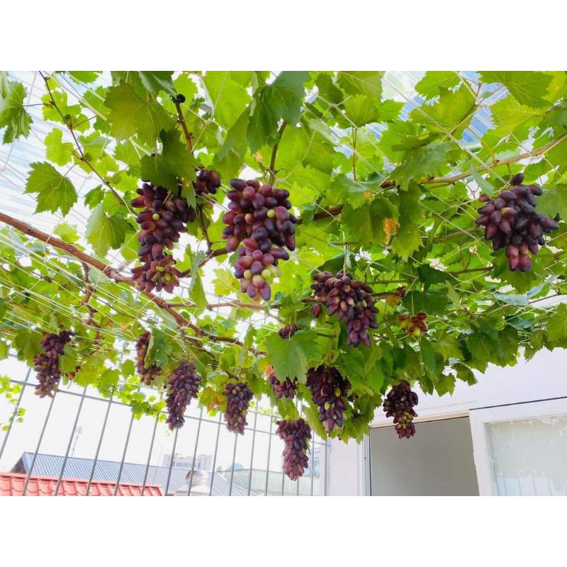 Jual Bibit impor anggur Merah RED CAROLINE super ( Beli 5 Geratis 1 ...