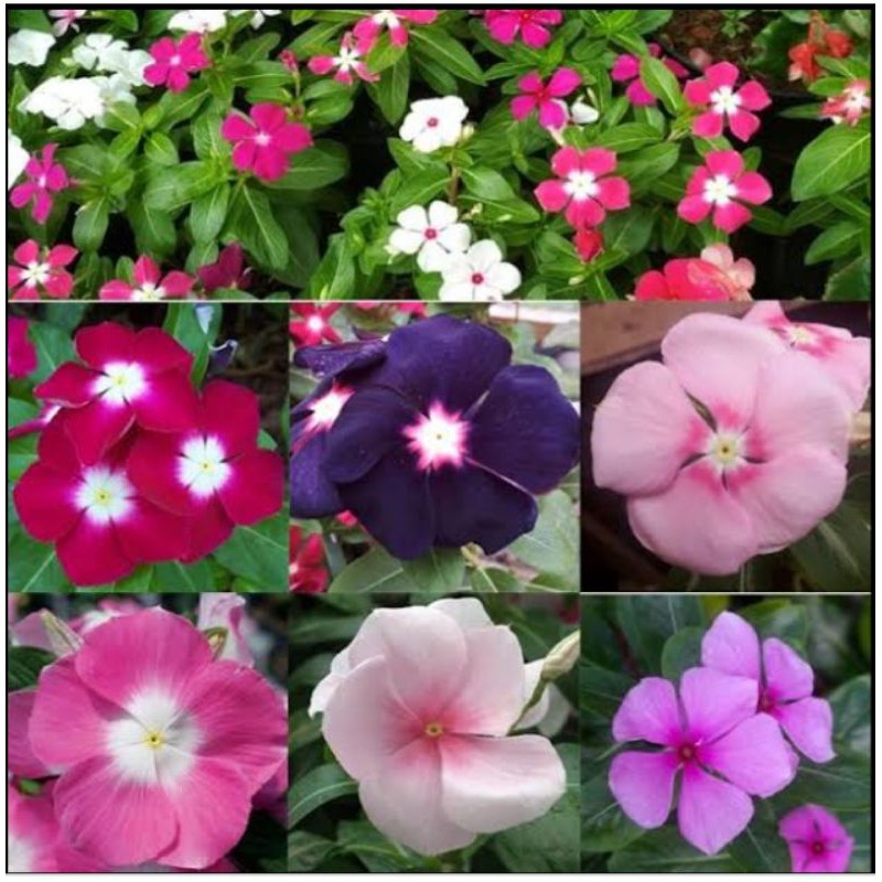 Jual Vinca SIAP BERBUNGA (Bisa pilih warna ) - Bibit TANAMAN HIAS BUNGA ...